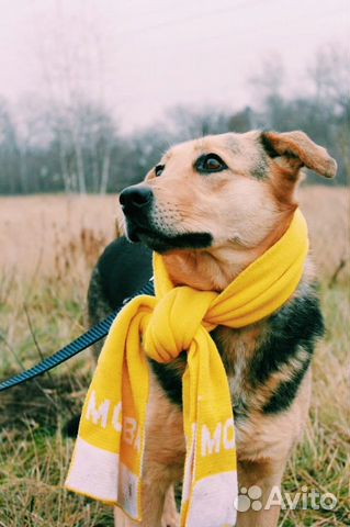 Собака в добрые руки