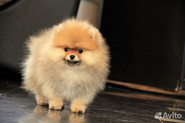 Mini мальчик в медвежем типе.померанский