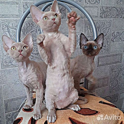 Котята девон рекс редкого окраса