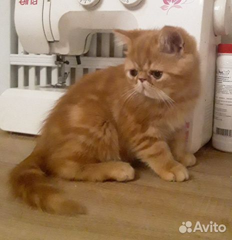 Котёнок экзот