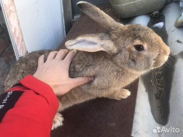 Крольчиха