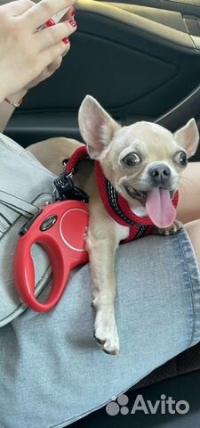 Чихуахуа mini мальчик