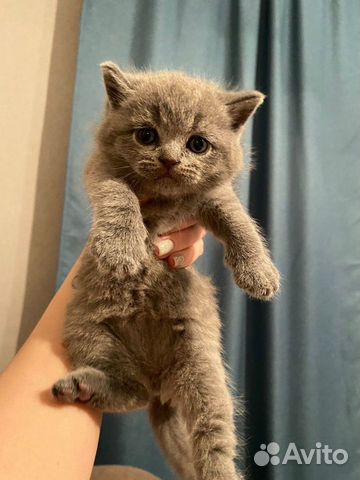 Британская