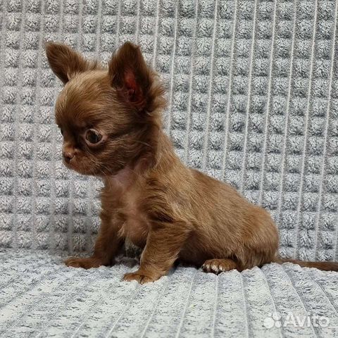 Чихуахуа мини девочка