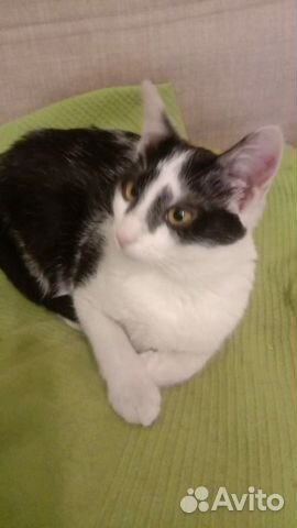 Милый котенок в дар