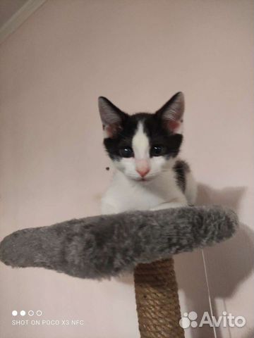 2 котёнка