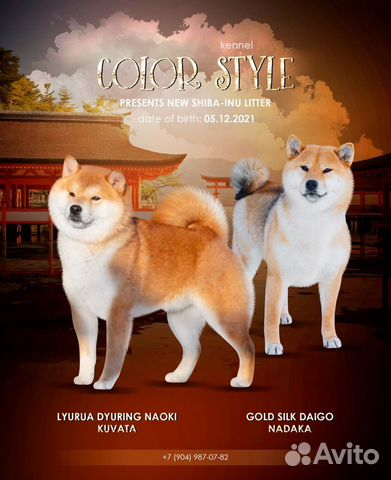 Сиба девочки и мальчик. документы РКФ