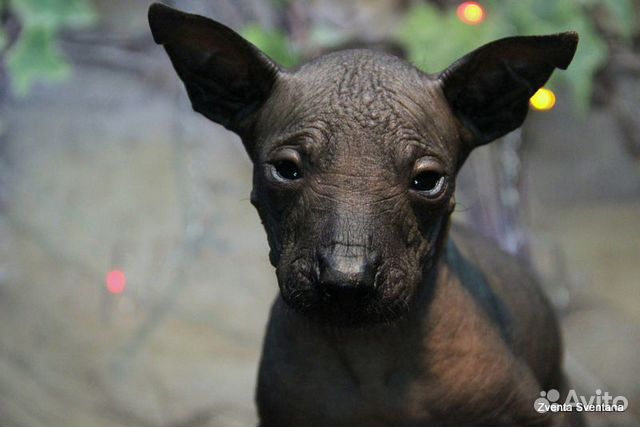 Ксолоитцкуинтли среднего размера