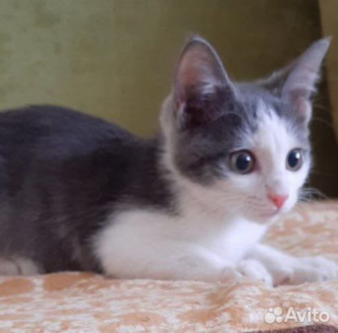 Котенок Федор, 1,5 месяца, очень ищет свой дом