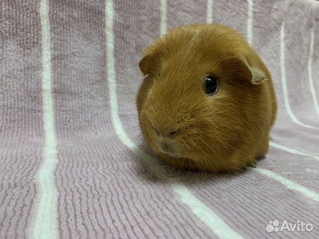 Морская свинка селф кабанчик