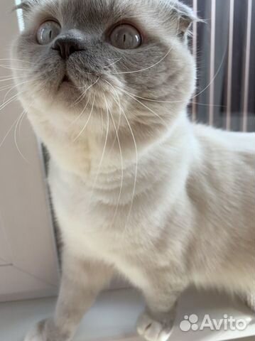 Кот шотландец вязка
