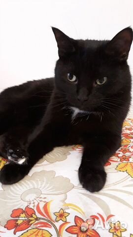Кошечка Багира