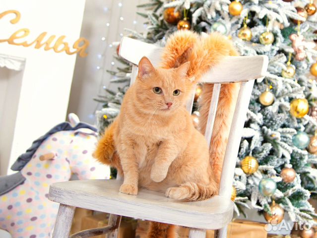 Рыжик кот