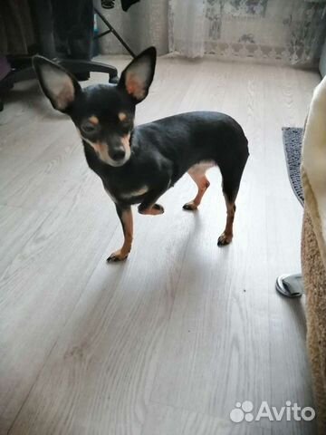 Ищем жениха той терьер девочка