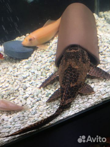 Сом прилипала