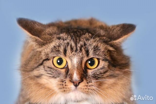 Кото-сова Даша пушистая сибирская красавица