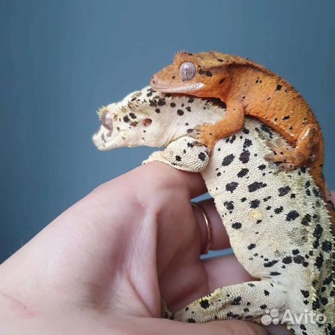 Реснитчатый бананоед super Dalmatian