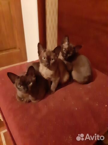 Девочки и мальчики чистокровные бурманчики