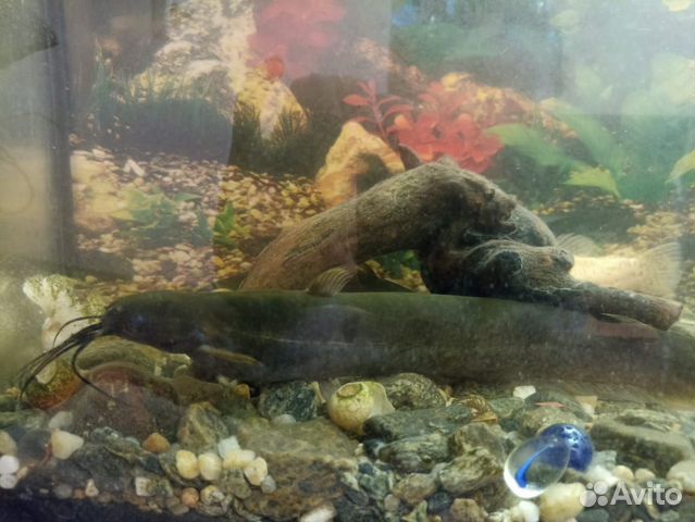 Мешкожаберный сом