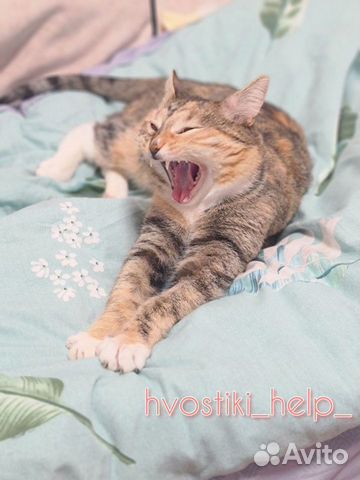 Подарок маме - домашняя кошка