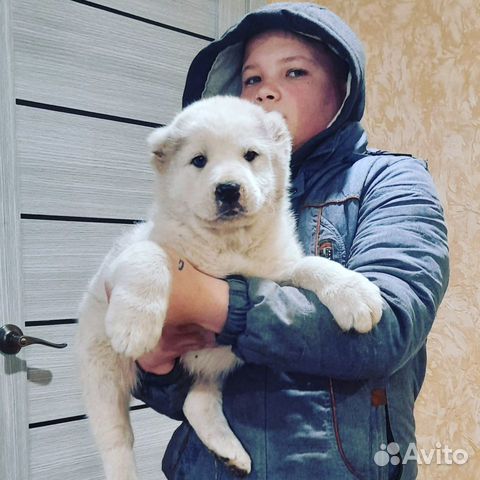 Среднеазиатская овчарка