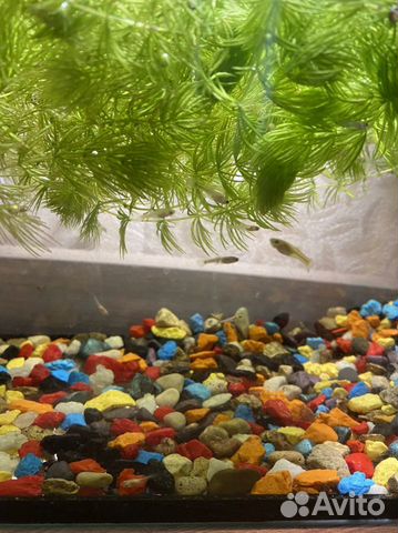 Мальки гуппи