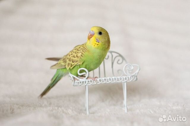 Волнистый попугай, самочка