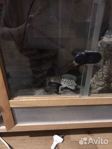 Геккон эублефар