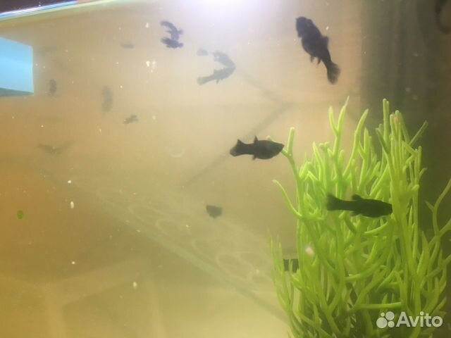 Моллинезии черные мальки