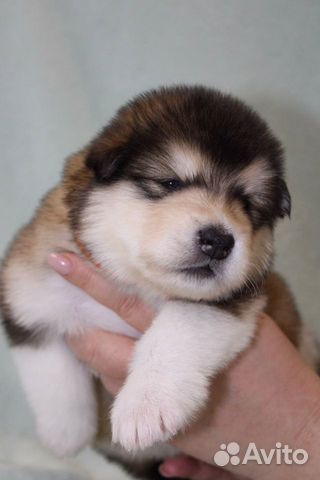 Щенки маламута