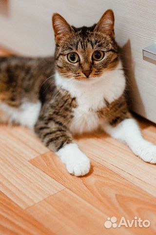 Кошка