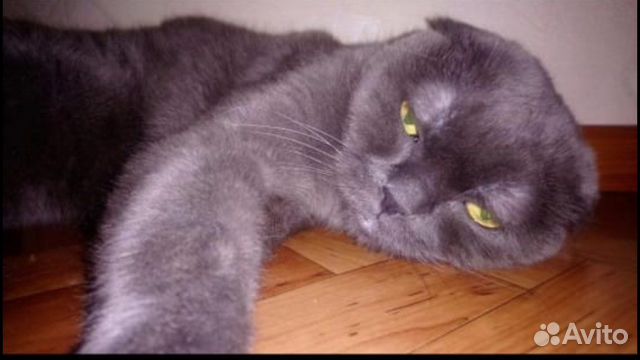 Британчик Пирожок ищет дом