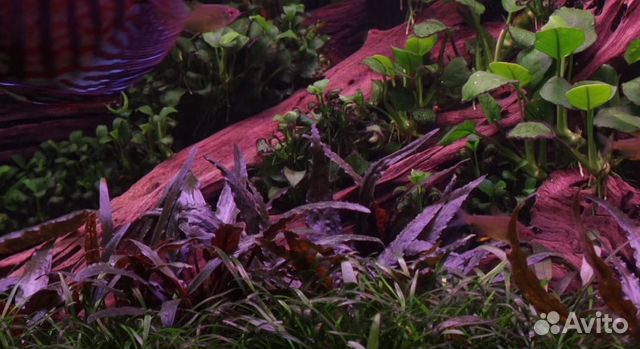 Аквариумные растения.Аквалеон