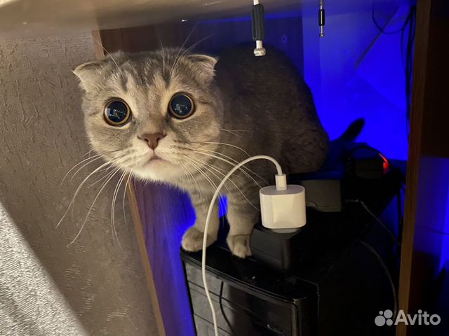 Ждем котика на вязку