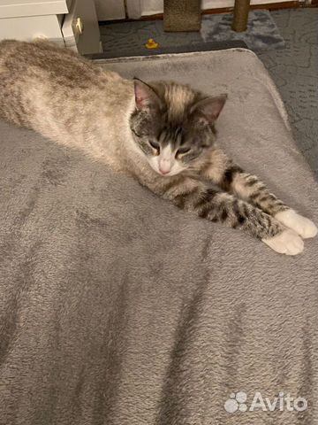 Тайская кошка