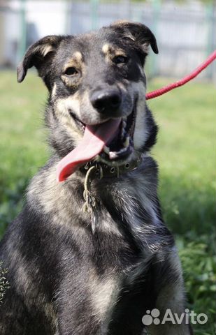 Собака в дом