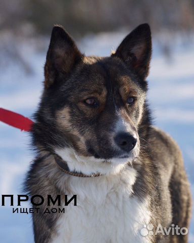 Прелестная П Р О М И в добрые руки