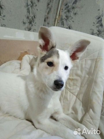 Собака ещё щенок потерялась была с поводком отдам