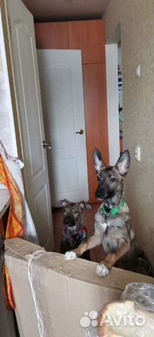 Собаки в добрые руки