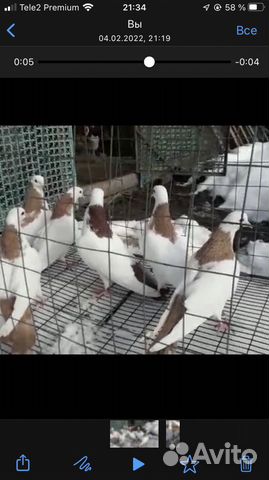 Бакинские Бойные,Широкохвостые,Иранские Бойные