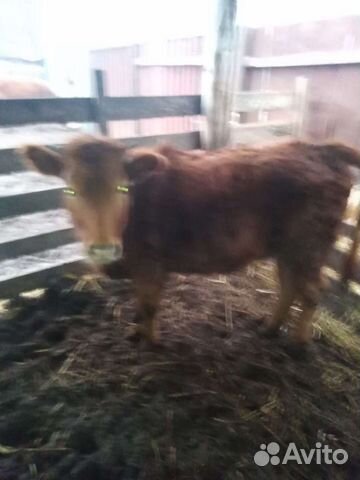 Тёлка 9 месяцев