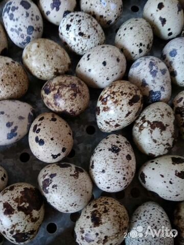 Яйцо инкубационное перепела (Техасцы)