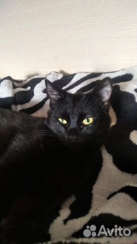 Черная пантерка )