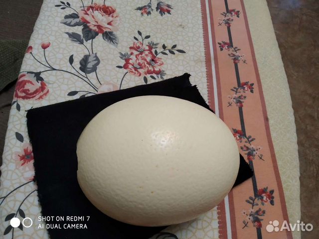 Страусы яйцо