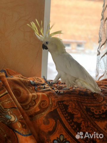 Желтохохлый какаду