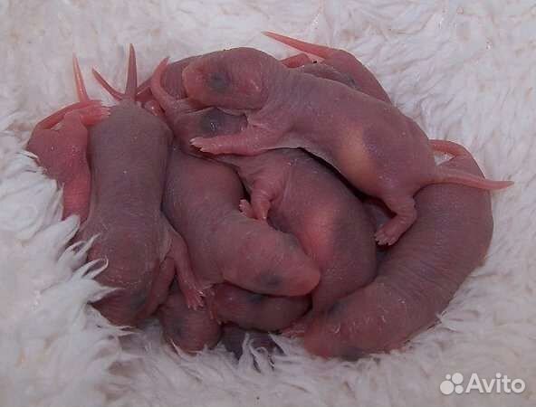 Новорожденные крысята