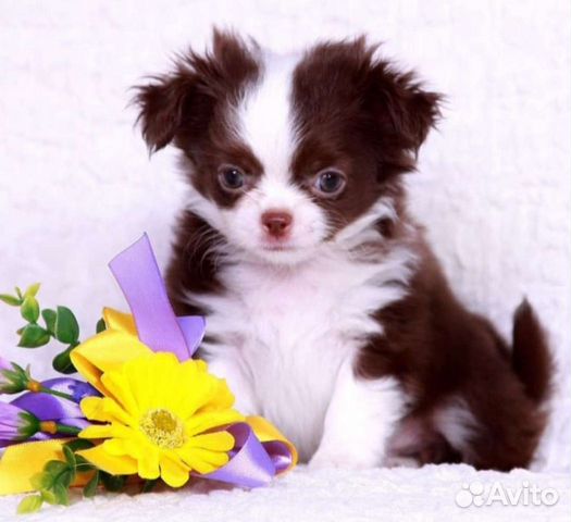 Лапочка Мальчик