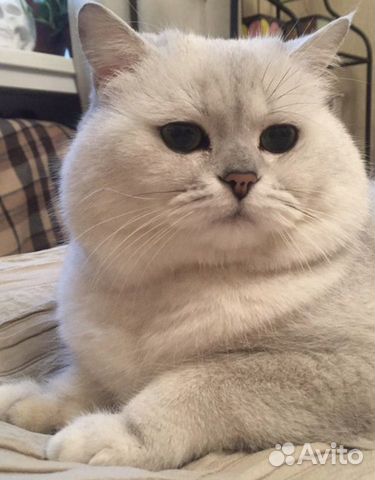 Британская шиншилла ns 11. Вязка кота