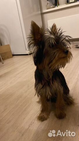 Йоркширский терьер