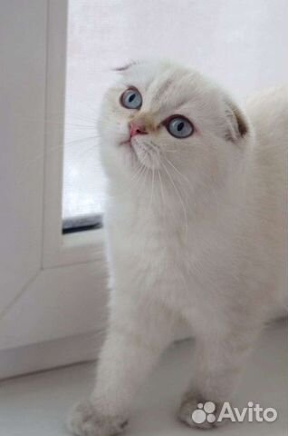 Шотландская вислоухая кошечка